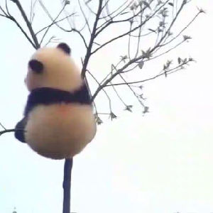 五行缺肉小猪猪 