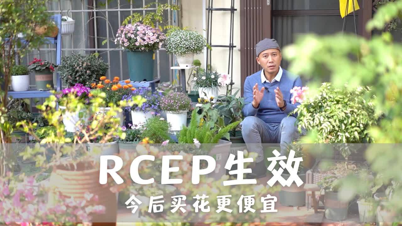 RCEP生效,今后买花更便宜,中国园艺企业迎来大机遇