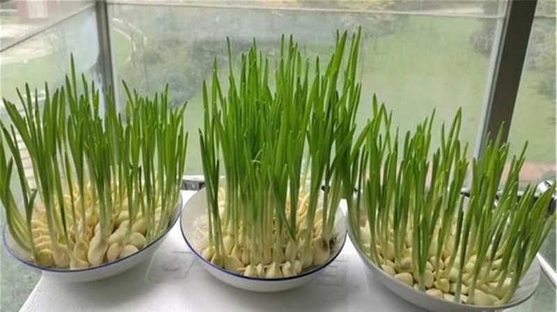 才知道,水培大蒜的方法这么简单,学会天天吃新鲜蒜苗,都试试
