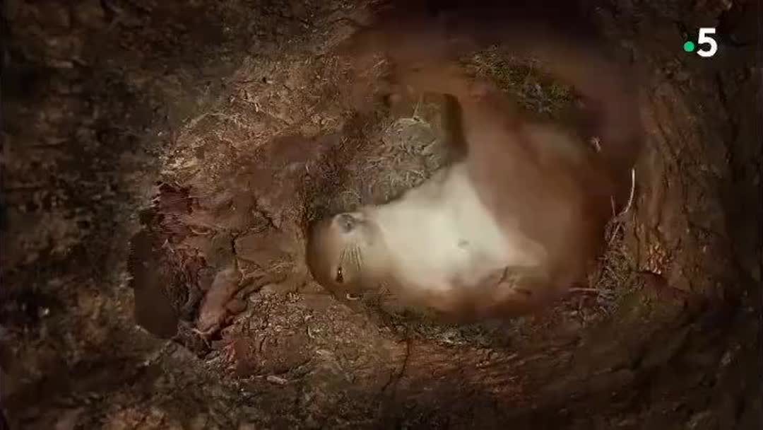 记录一只松鼠从生孩子到宝宝长大的过程