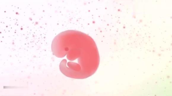 宝宝在妈妈肚子里40周的成长全过程!