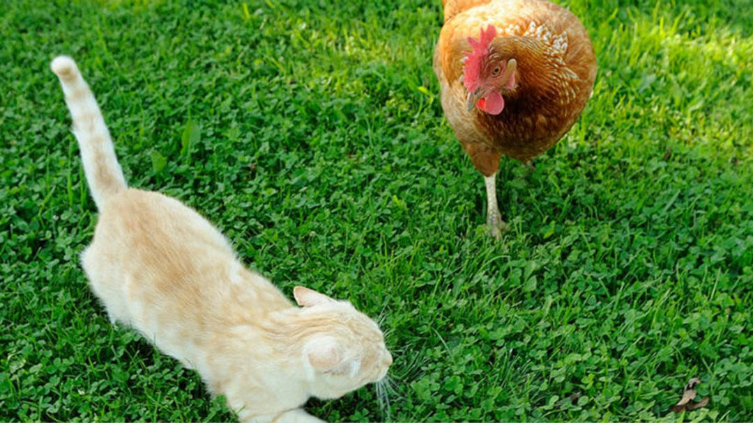 鸡和猫打架,看看谁才是真的老大