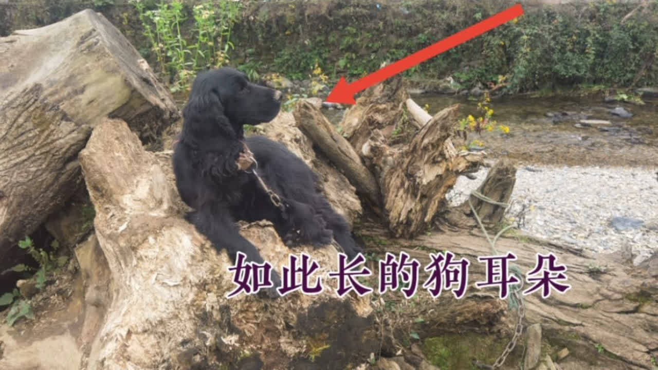 农村人花2000买的世界名犬,越长越不对劲如今成这样?耳朵有变异