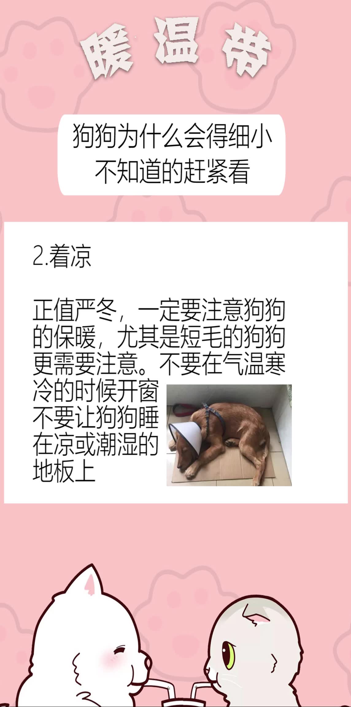 狗狗为什么会得细小?不知道的赶紧进来看