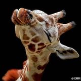 安稳的杰里迈亚l 