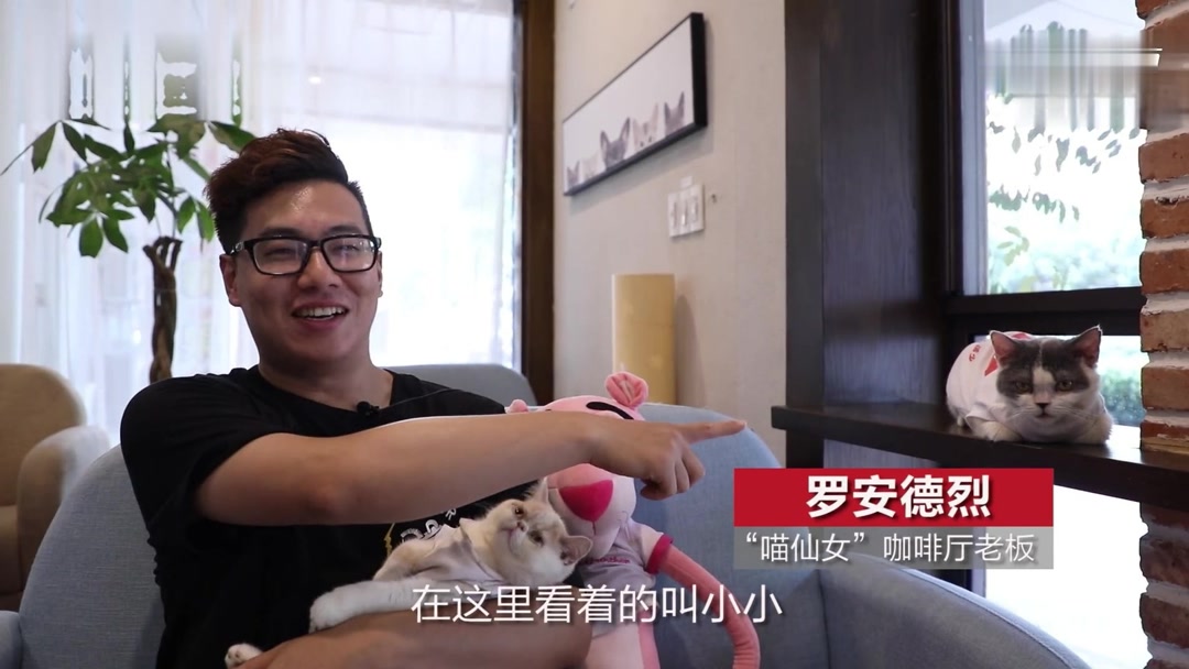 这家咖啡馆的“服务员”有点萌 喵星人点餐了解一下