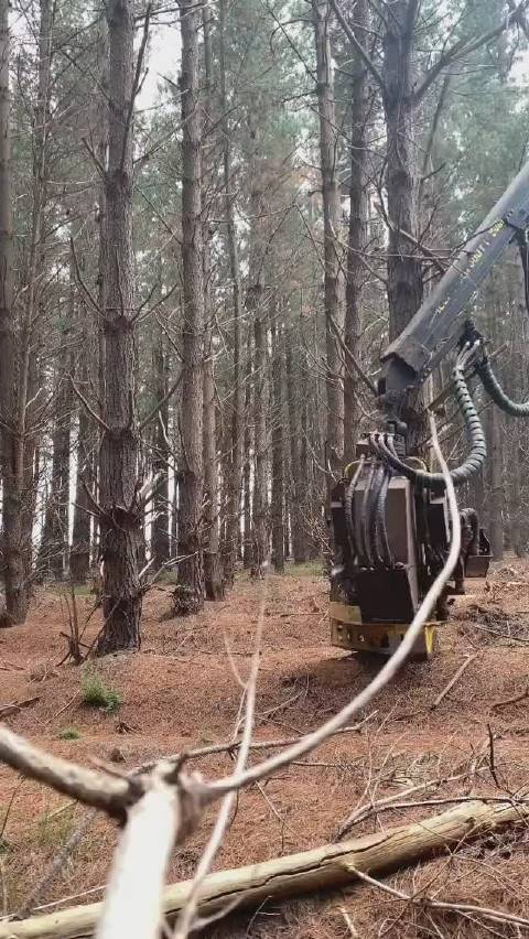 和砍甘蔗一样简单,高效率液压伐木机械