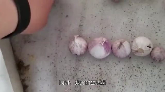 爱吃大蒜的人注意了,这种没有分瓣的大蒜,味道更辣...