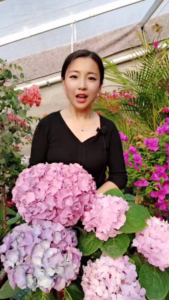 月季、绣球等花卉滋生了白粉病,不要再喷多菌灵了