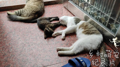 小奶猫们玩累了就睡觉,看着好安逸哦