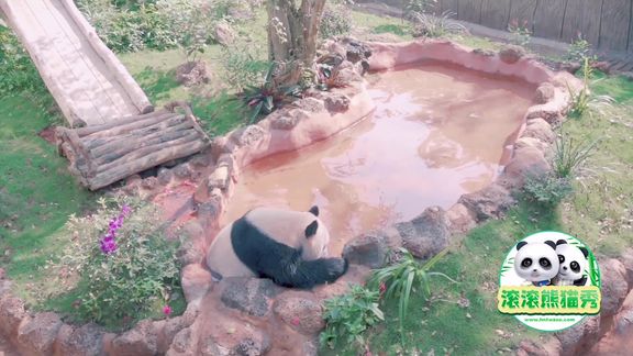 泡澡姿势就服你#熊猫来海南啦 #熊猫