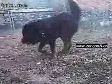 藏獒VS战狼犬打架