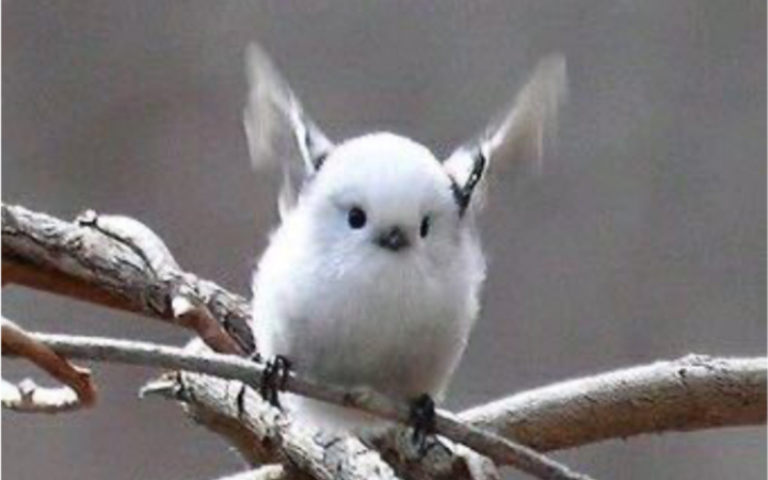 ROBLOX越狱Jailbreak新手教程 持续更新