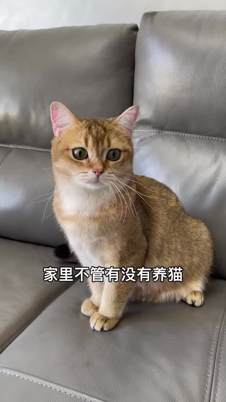 不小心被猫挠伤怎么办?#碘伏棉签