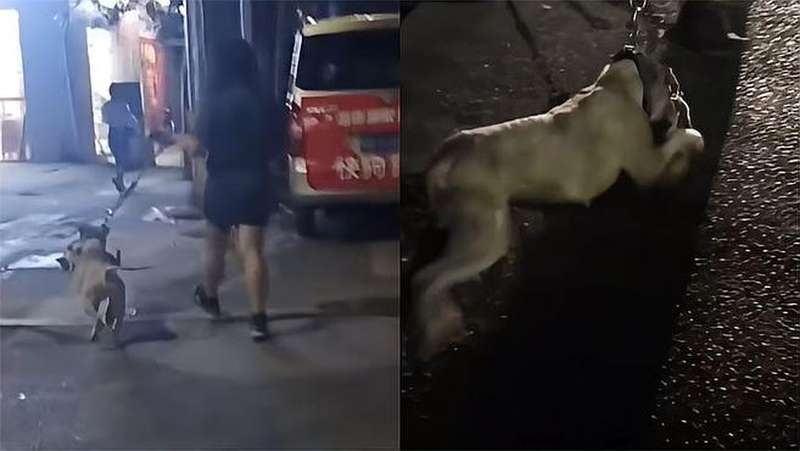 网曝男子牵狗咬死流浪猫,目击者:他不阻拦,还看得津津有味