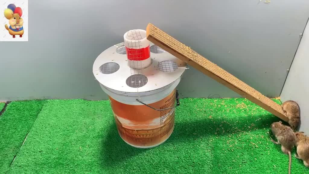 只用一个水桶自制捕鼠器,瞬间让老鼠团灭,简单又实用!