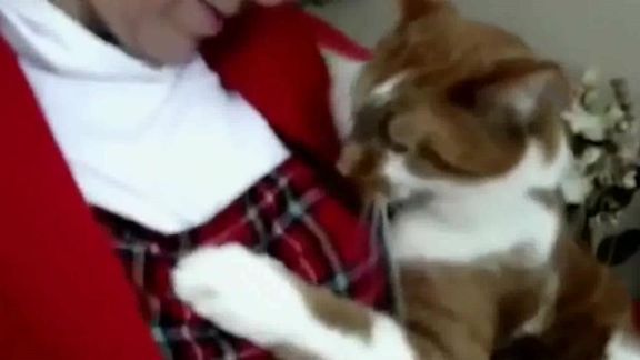 小猫咪太会撒娇了 还以为自己是小宝宝呢