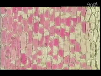观察植物细胞的质壁分离和复原