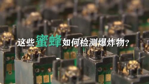 不堪设想的"蜜蜂传感器",用蜜蜂来检验爆炸物,这是什么原理? #科学脑...