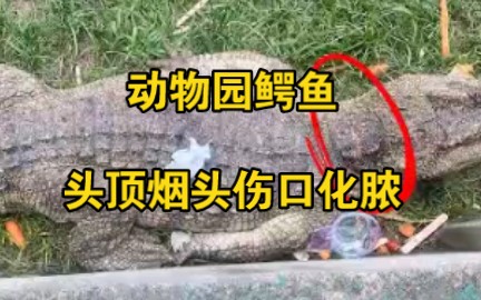 动物园鳄鱼头顶烟头伤口化脓 园方:夏天没注意