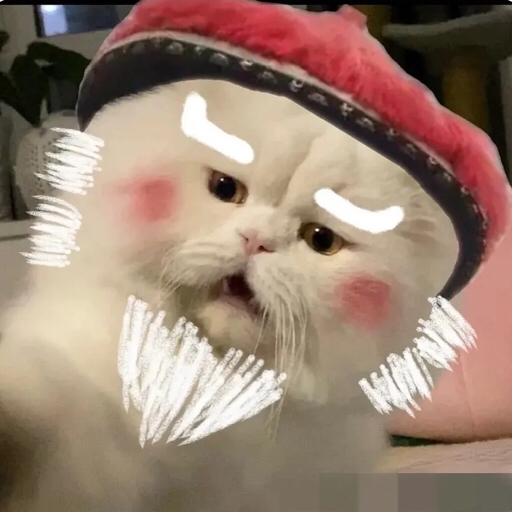 夜半的Cat 
