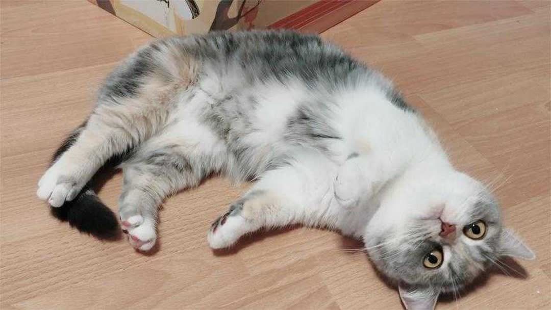 猛男必看的小猫咪撒娇视频,心都融化了