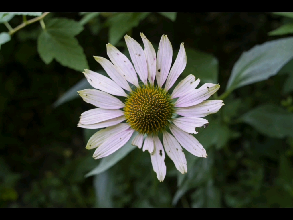 适马fp dng格式照片转jpg.手动对焦,还是可以的。