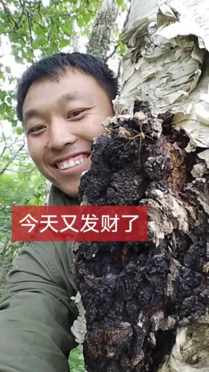 今天在森林里采山,遇到了桦树茸,桦树茸别名桦褐孔菌具有降血糖,血脂,...