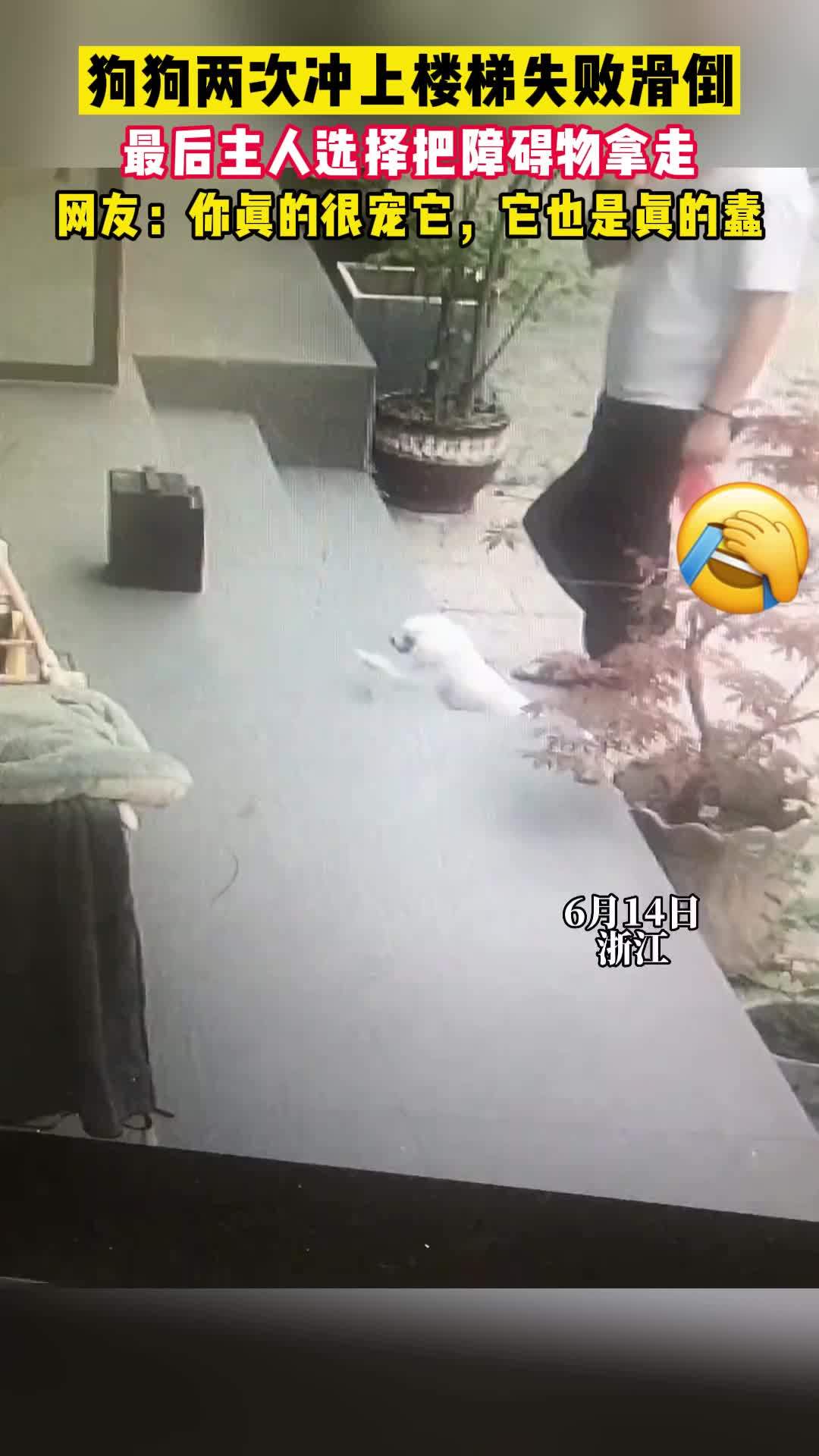 狗狗两次冲上楼梯失败滑倒,最后主人选择把障碍物拿走