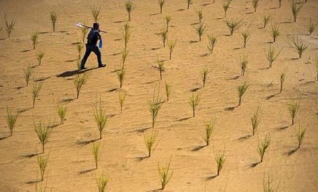 如果地球上的沙漠都变成了森林,会有什么结果?看完又涨知识了