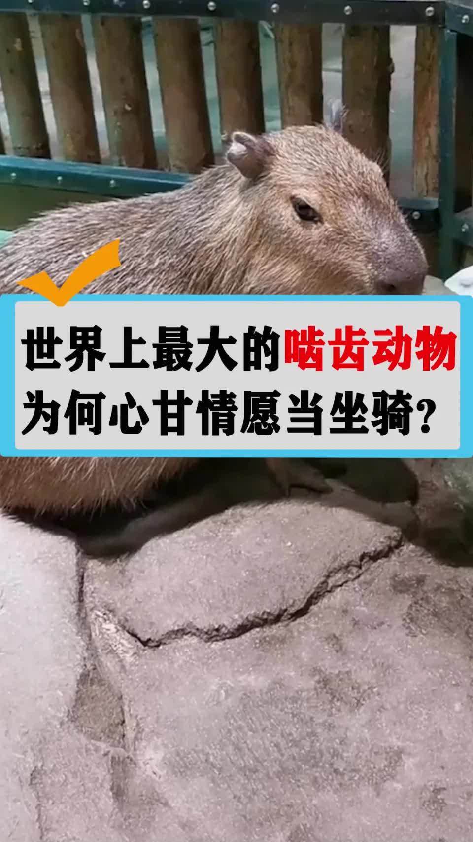 世界上最大的啮齿动物,为什么心甘情愿当其他动物的坐骑?