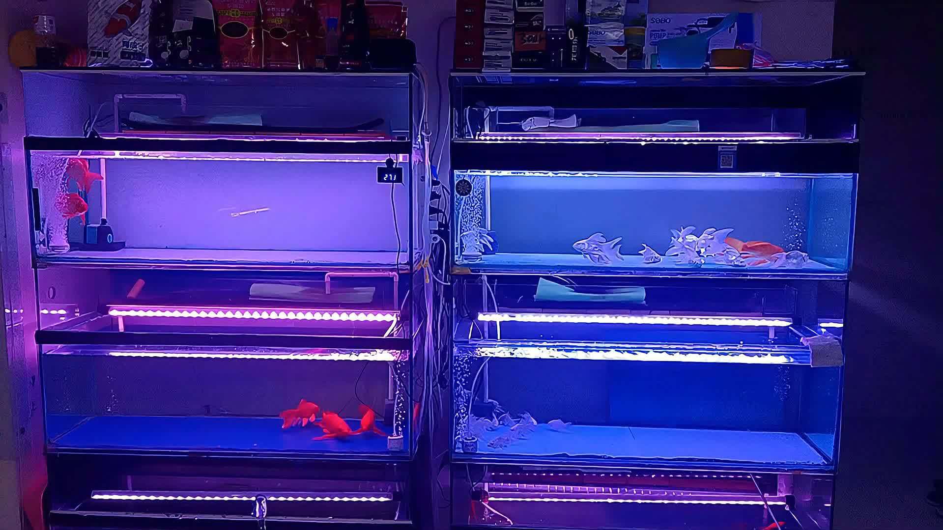 新到的观赏鱼状态逐渐恢复了,敌百虫少量预防一下,除虫