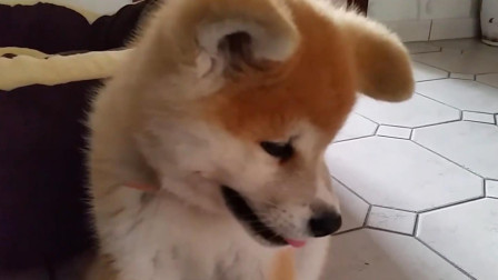 记录秋田犬的日常,实在是太可爱了