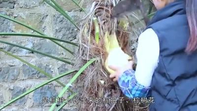 棕树,相信大家都不陌生吧?那棕把子、棕树花做成的美食