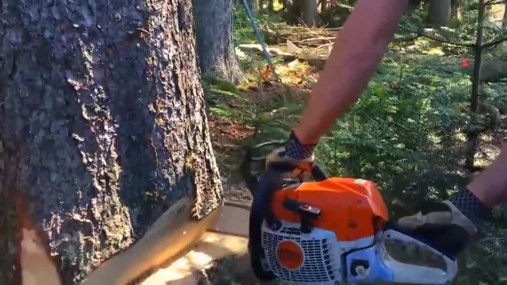伐树要注意的细节,如何伐树不屈料,看看小伙的砍树技巧