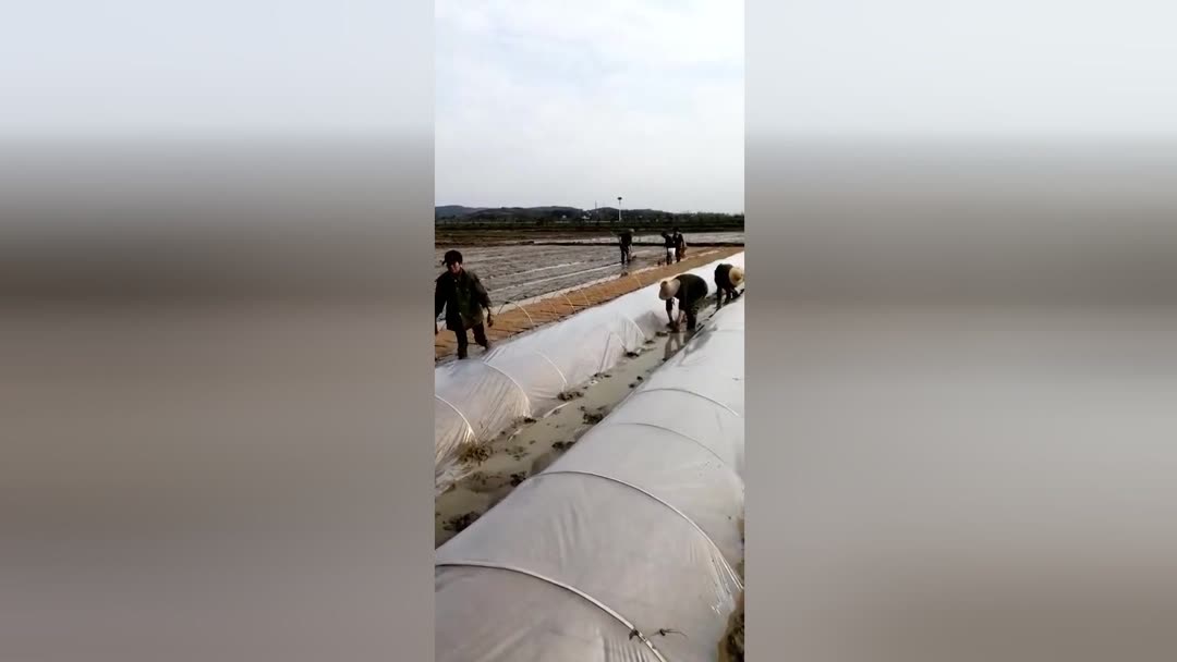春耕开始了,如果使用直播技术播种水稻就不用这样育秧插田了,#带你看...