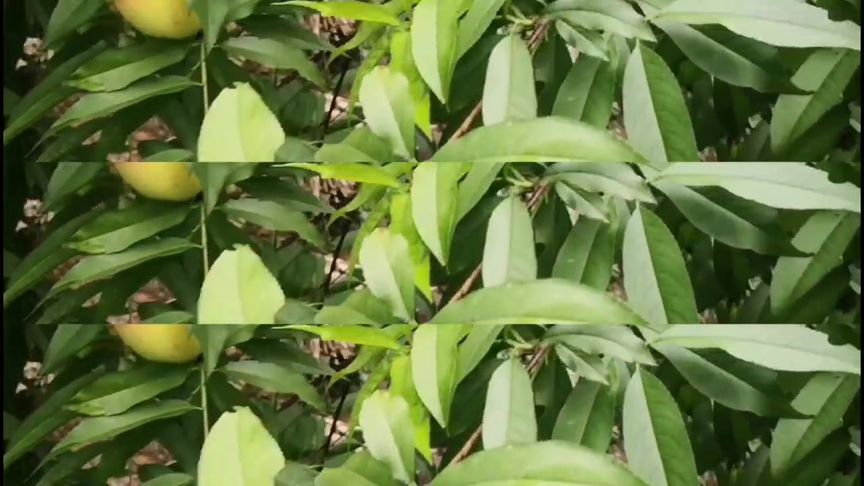 #硕果累累 开起预订模式#