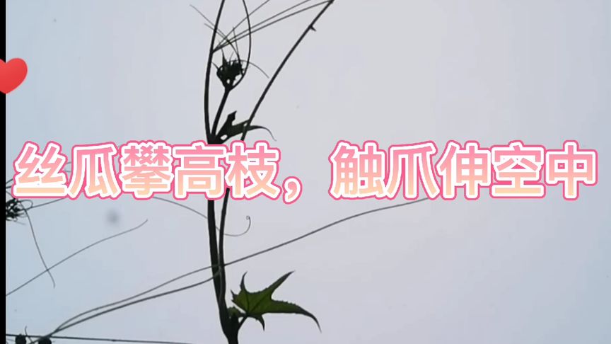 丝瓜的生长与观察