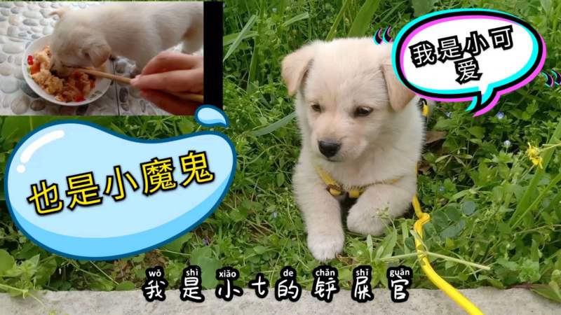 流浪狗表面天真可爱,实则护食咬人不能打不能罚,怎么才能纠正呢