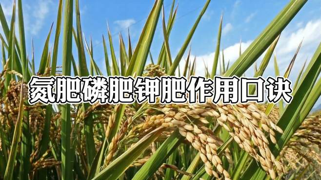 氮肥磷肥钾肥作用口诀