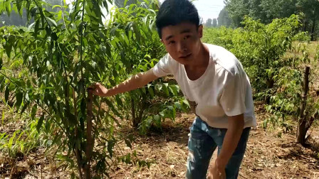 桃树苗怎么管理?这个小伙有方法,现场讲解