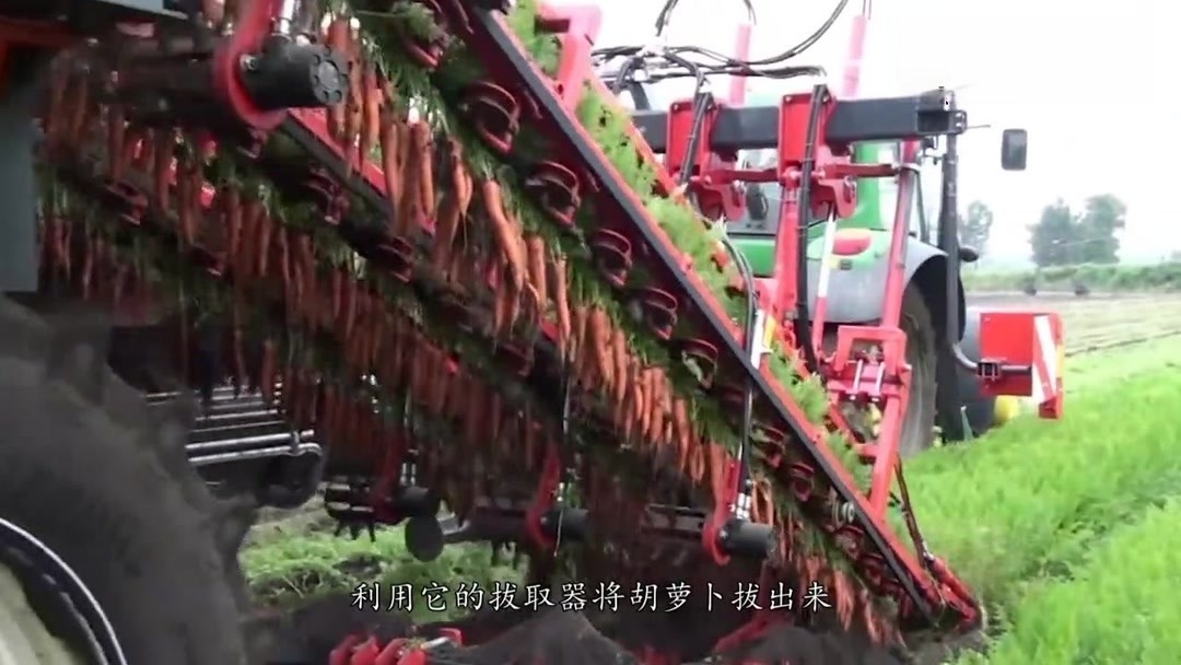 外国农民是怎么拔胡萝卜的?开这个机器连根拔起,效率杠杠的