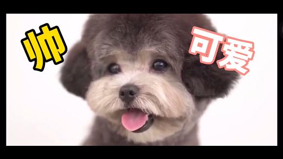 如何正确给狗狗洗澡,你做对了吗?