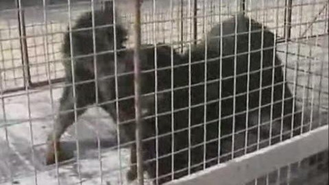 恐怖精彩的藏獒打架 打架视频