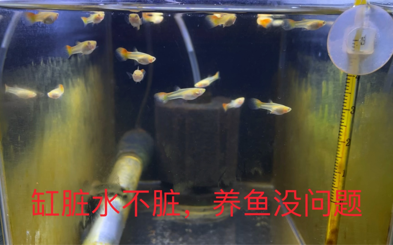 鱼缸长褐藻不长绿苔是为什么,剪尾的公鱼伤口已经愈合