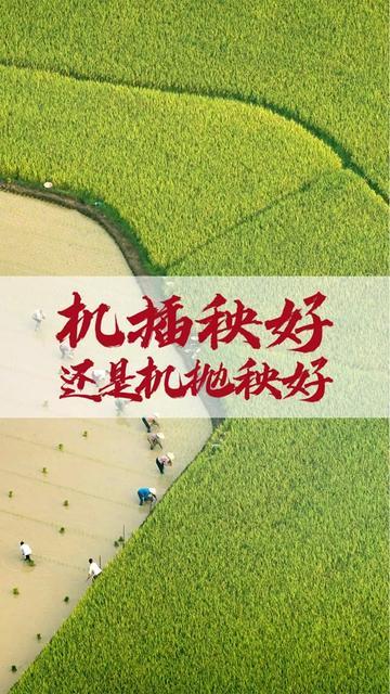 水稻移栽,究竟是【机插秧】好,还是 机抛秧 更好?老周的答案,很简单、...