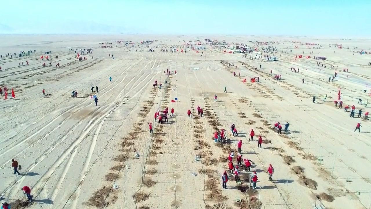 #格尔木市开展全民#义务植树活动#植树造林