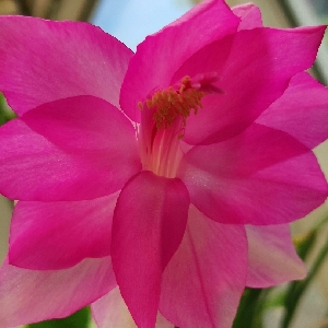 早花开开 