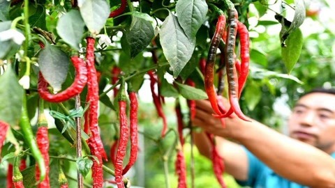 此物动脉硬化患者要常吃,疏通血管堵塞,远离血管疾病