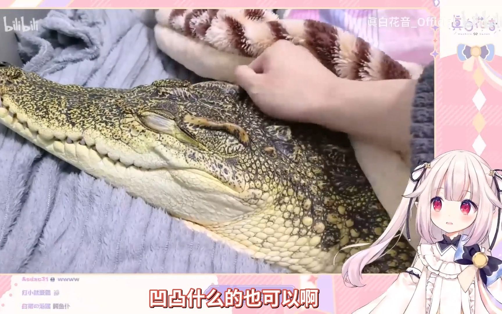 日本萝莉看《现在整天霸占我的床,弄都弄不醒》直呼鳄鱼可爱